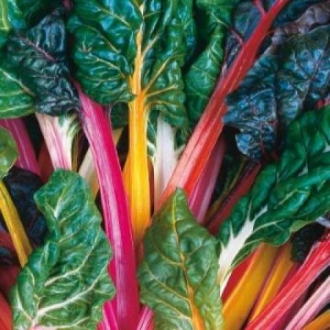 Produits | Riedoasis