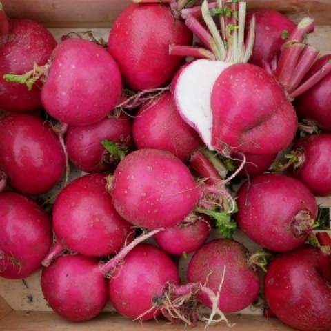 Produits | Riedoasis